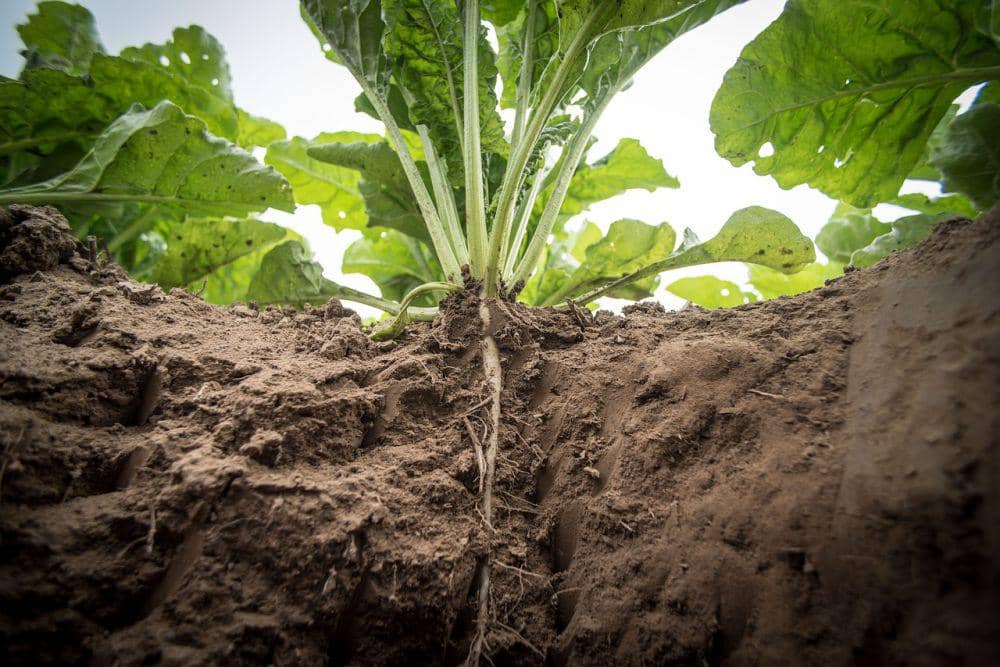Fakta Sugar Beet | IDN Times