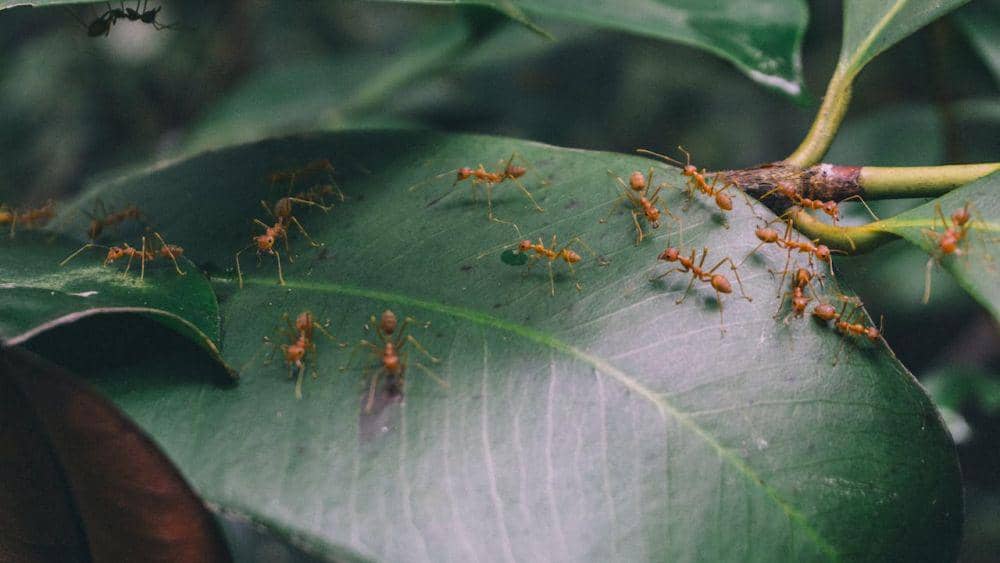 10 Fakta Unik Semut Api, Serangga dengan Sengatan Menyakitka | IDN Times