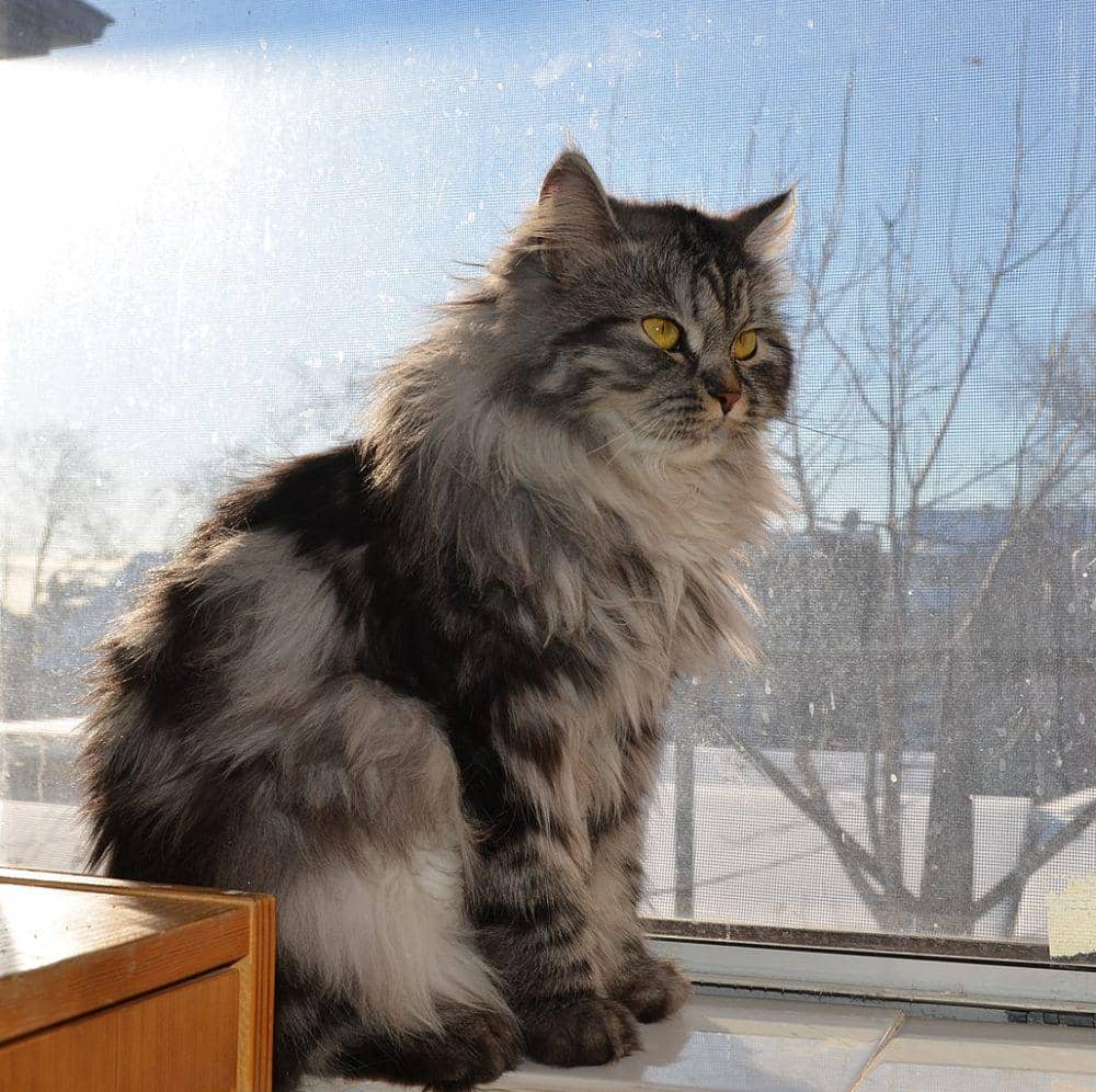7 Fakta Siberian Cat, Kucing Pandai Memecahkan Masalah | IDN Times Sulsel