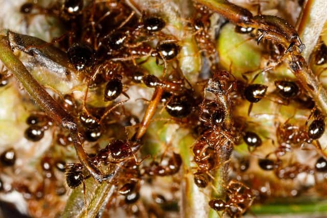 10 Fakta Unik Semut Api, Serangga dengan Sengatan Menyakitka | IDN Times