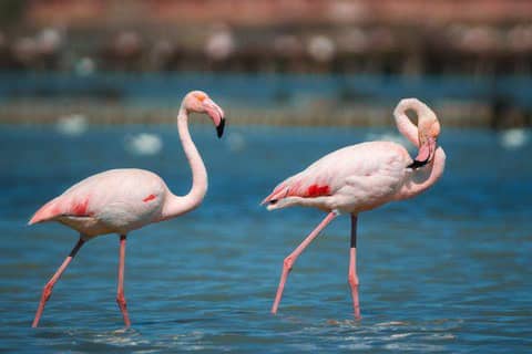 6 Fakta Menarik Burung Flamingo, Hanya Punya Satu Pasangan! | IDN Times