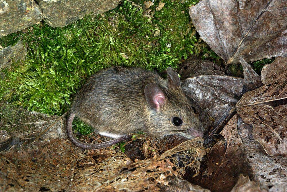 5 Fakta Tikus Hutan, Ukurannya Kecil Namun Punya Nafsu Makan | IDN Times