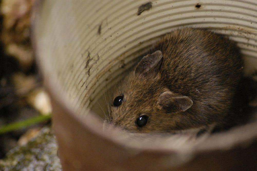 5 Fakta Tikus Hutan, Ukurannya Kecil Namun Punya Nafsu Makan | IDN Times