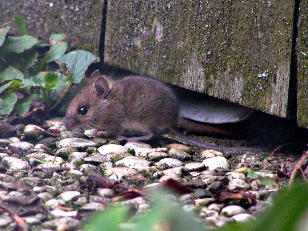 5 Fakta Tikus Hutan, Ukurannya Kecil Namun Punya Nafsu Makan | IDN Times