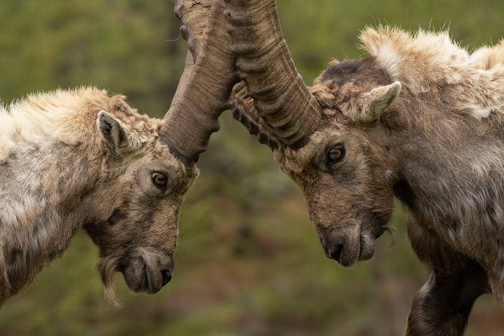 7 Fakta Ibex Alpen, si Tangguh yang Lolos dari Kepunahan | IDN Times