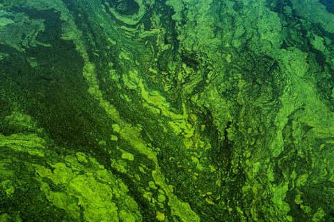 5 Fakta Cyanobacteria, Salah Satu Bakteri Tertua di Bumi | IDN Times