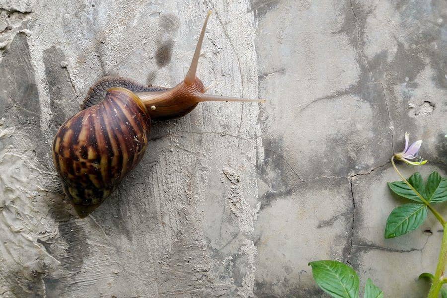 4 Perbedaan Siput, Bekicot, dan Keong yang Perlu Diketahui | IDN Times