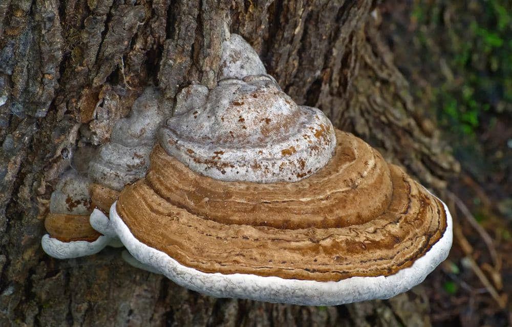 4 Jenis Jamur yang Mirip Kayu, sampai Sulit Dibedakan! | IDN Times
