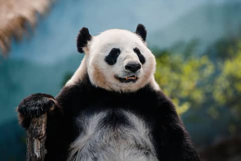 7 Fakta Unik dan Menarik Tentang Panda yang Belum Kamu Tahu | IDN Times