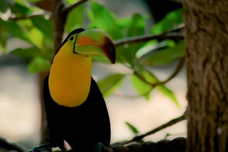 7 Fakta Keel-billed Toucan, Burung dengan Paruh Penuh Warna | IDN Times