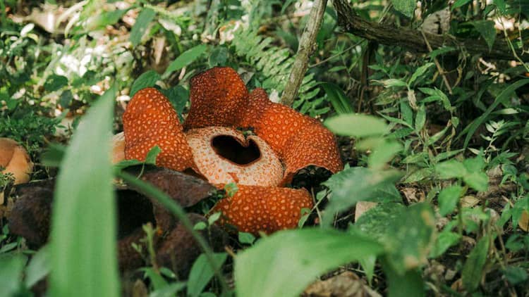 Mengenal 5 Fakta Rafflesia, Bunga Paling Megah dan Langka! | IDN Times