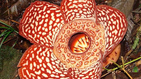 Mengenal 5 Fakta Rafflesia, Bunga Paling Megah dan Langka! | IDN Times