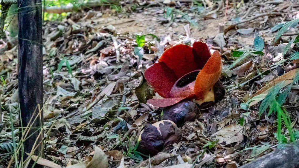 Mengenal 5 Fakta Rafflesia, Bunga Paling Megah dan Langka! | IDN Times