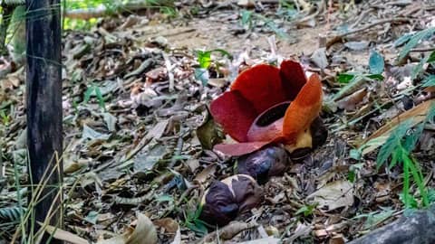 Mengenal 5 Fakta Rafflesia, Bunga Paling Megah dan Langka! | IDN Times