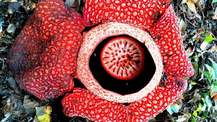 Mengenal 5 Fakta Rafflesia, Bunga Paling Megah dan Langka! | IDN Times