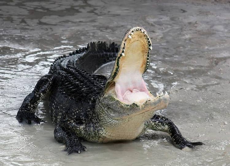 5 Fakta American Alligator, Suka Hidup Menyendiri | IDN Times