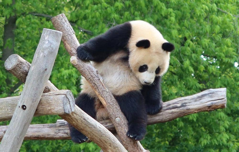 Apakah Panda Bisa Dipelihara? | IDN Times