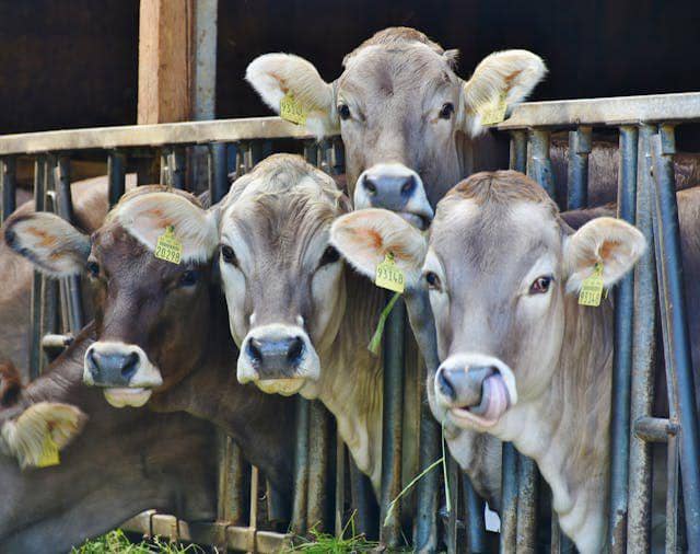 Fakta Sapi Merah dan Kenapa Dikaitkan dengan Kiamat? | IDN Times