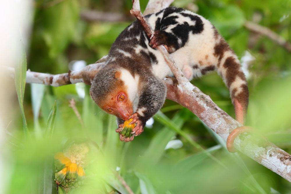 5 Fakta Kuskus Waigeo, Hewan Endemik Papua Barat yang Pemalu | IDN Times