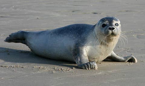 6 Perbedaan Anjing Laut dan Singa Laut, Sekilas Tampak Mirip | IDN ...