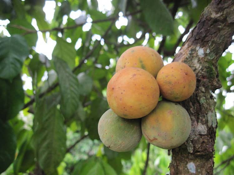 5 Perbedaan Duku dan Langsat, Hati-hati Salah Beli | IDN Times