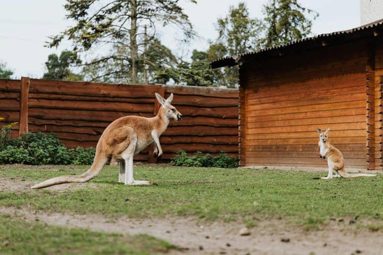 5 Fakta Kanguru, Hewan Marsupial Terbesar di Dunia! | IDN Times