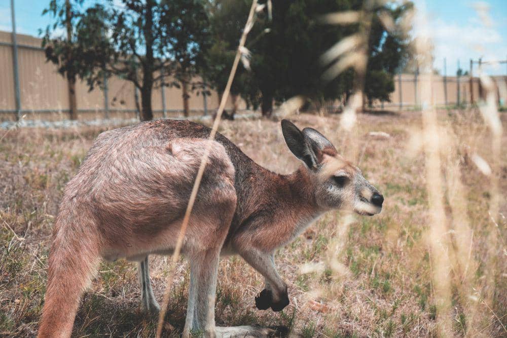 5 Fakta Kanguru, Hewan Marsupial Terbesar di Dunia! | IDN Times