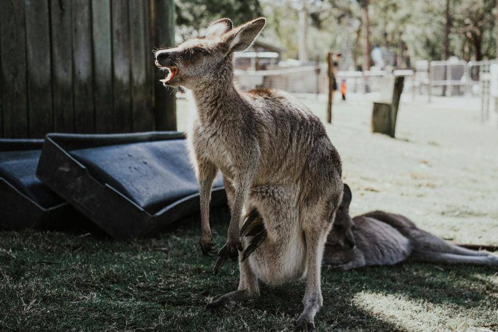 5 Fakta Kanguru, Hewan Marsupial Terbesar di Dunia! | IDN Times