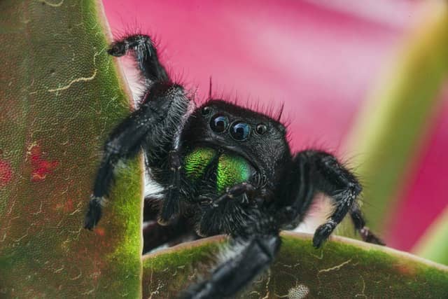 5 Fakta Unik Tarantula, Punya Racun tapi Tak Mematikan bagi Manusia ...