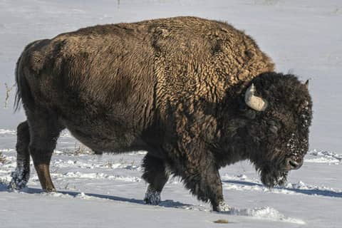 5 Fakta tentang Bison, Hewan yang Terancam Punah | IDN Times