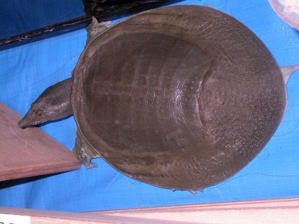 11 Fakta Unik Labi-labi, Penyu Air Tawar Bercangkang Lunak | IDN Times ...