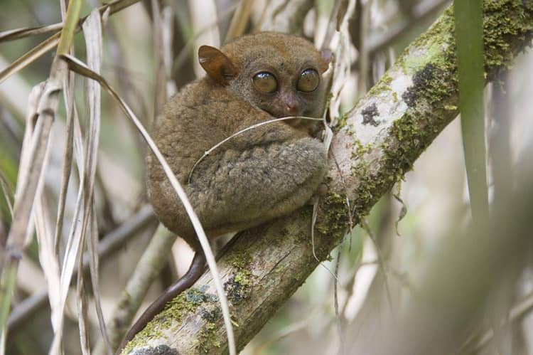 10 Fakta Menarik Tarsius, Primata Terkecil yang Hidup Noktur | IDN Times