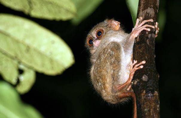 10 Fakta Menarik Tarsius, Primata Terkecil yang Hidup Noktur | IDN Times