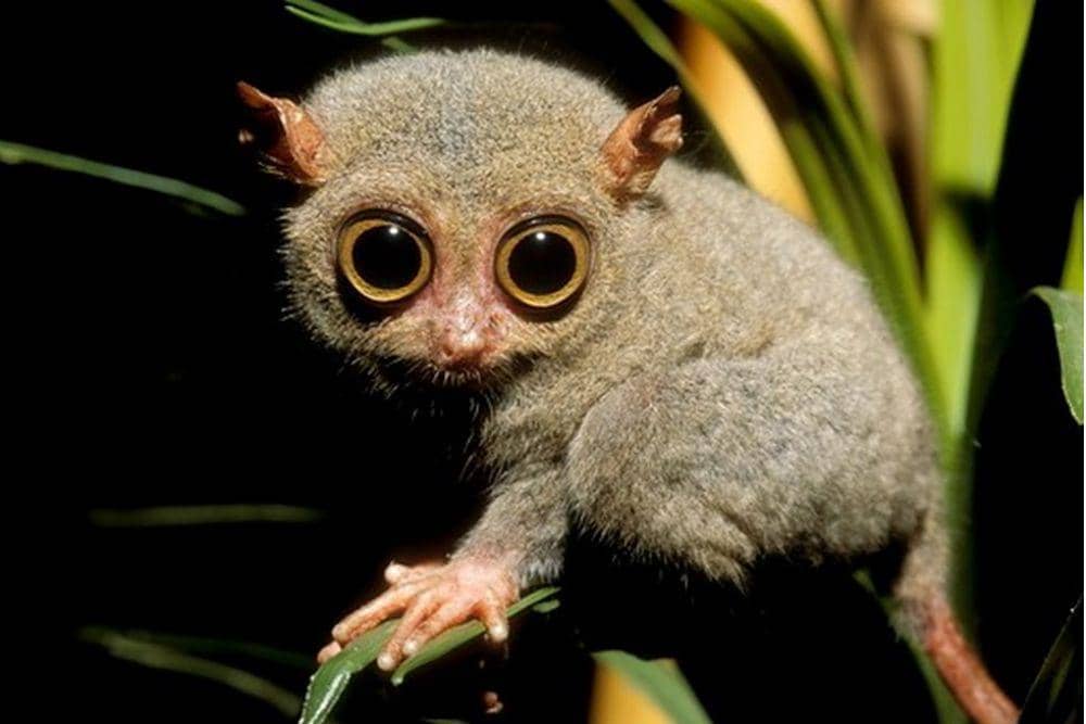 10 Fakta Menarik Tarsius, Primata Terkecil yang Hidup Noktur | IDN Times