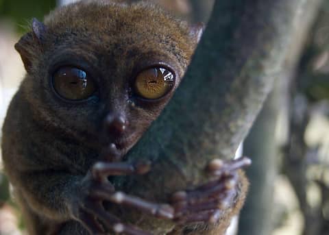 10 Fakta Menarik Tarsius, Primata Terkecil yang Hidup Noktur | IDN Times