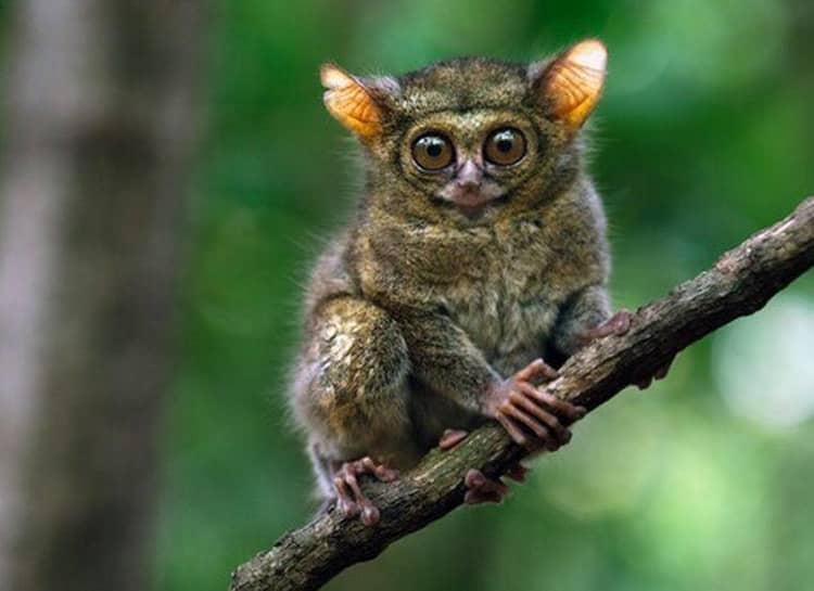 10 Fakta Menarik Tarsius, Primata Terkecil yang Hidup Noktur | IDN Times