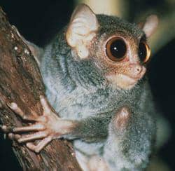 10 Fakta Menarik Tarsius, Primata Terkecil yang Hidup Noktur | IDN Times
