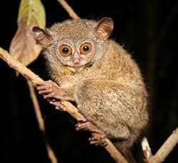 10 Fakta Menarik Tarsius, Primata Terkecil yang Hidup Noktur | IDN Times