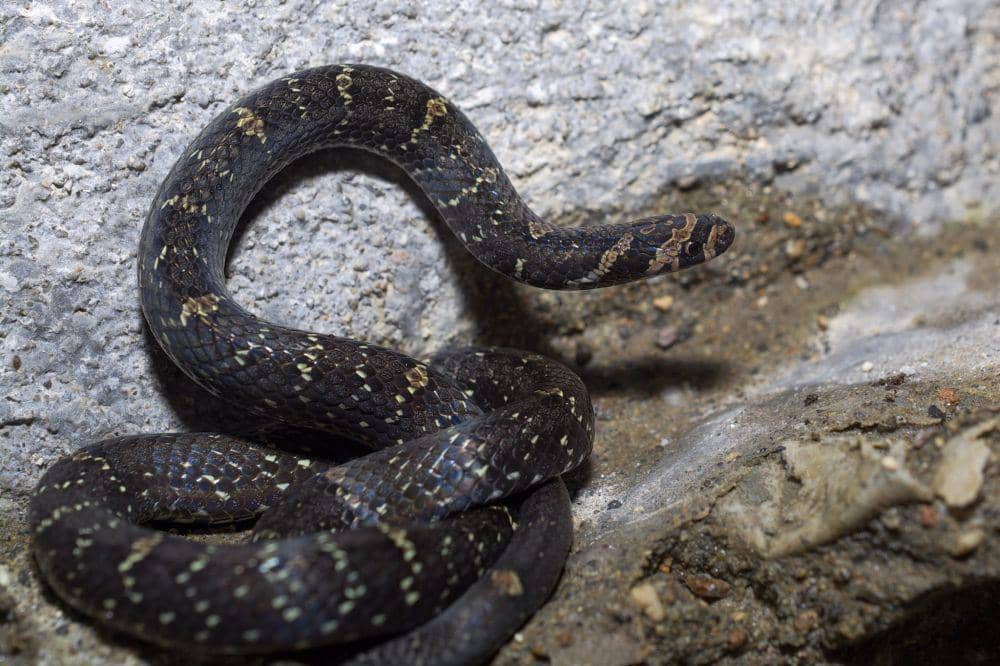 6 Spesies Ular Endemik Indonesia, Ada yang Berbisa! | IDN Times