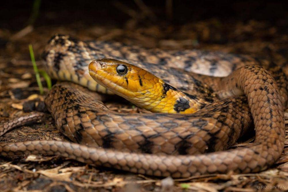 6 Spesies Ular Endemik Indonesia, Ada yang Berbisa! | IDN Times