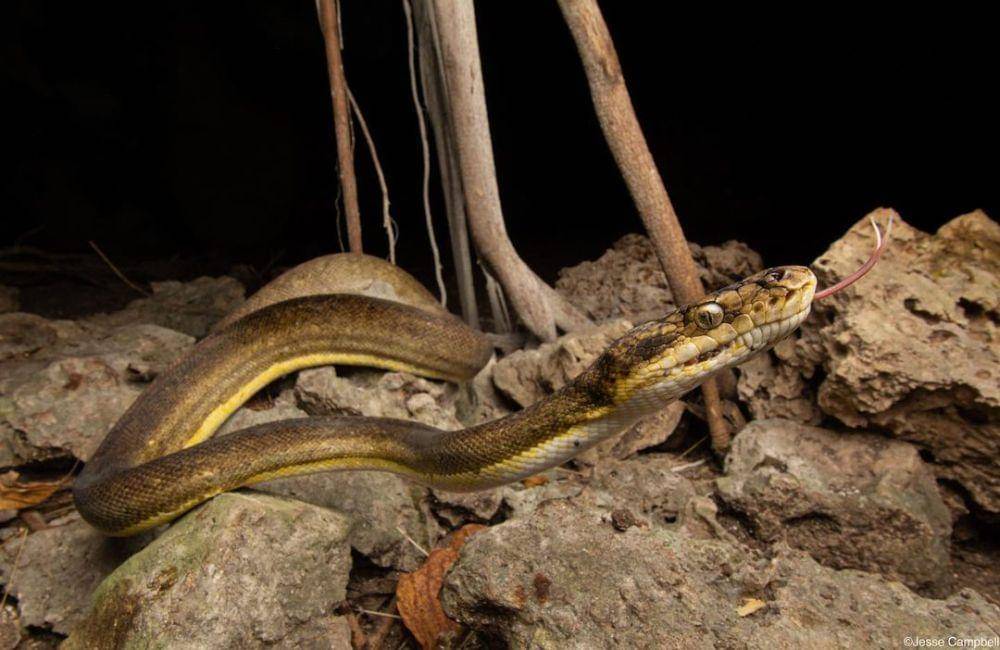 6 Spesies Ular Endemik Indonesia, Ada yang Berbisa! | IDN Times