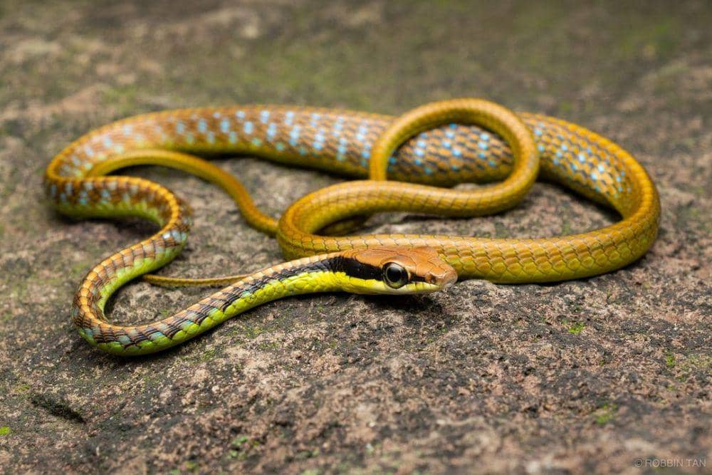 6 Spesies Ular Endemik Indonesia, Ada yang Berbisa! | IDN Times