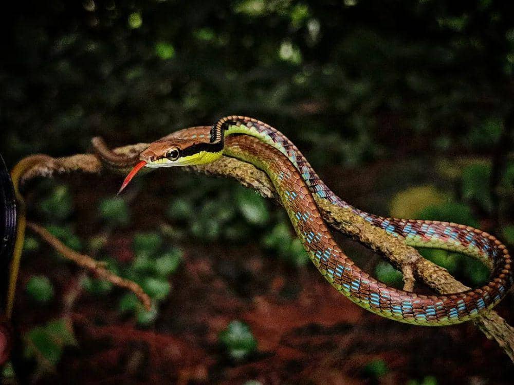 6 Spesies Ular Endemik Indonesia, Ada yang Berbisa! | IDN Times
