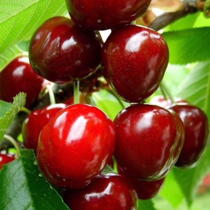 5 Fakta Tanaman Lobi-Lobi, Penghasil Buah Mungil yang Masam | IDN Times