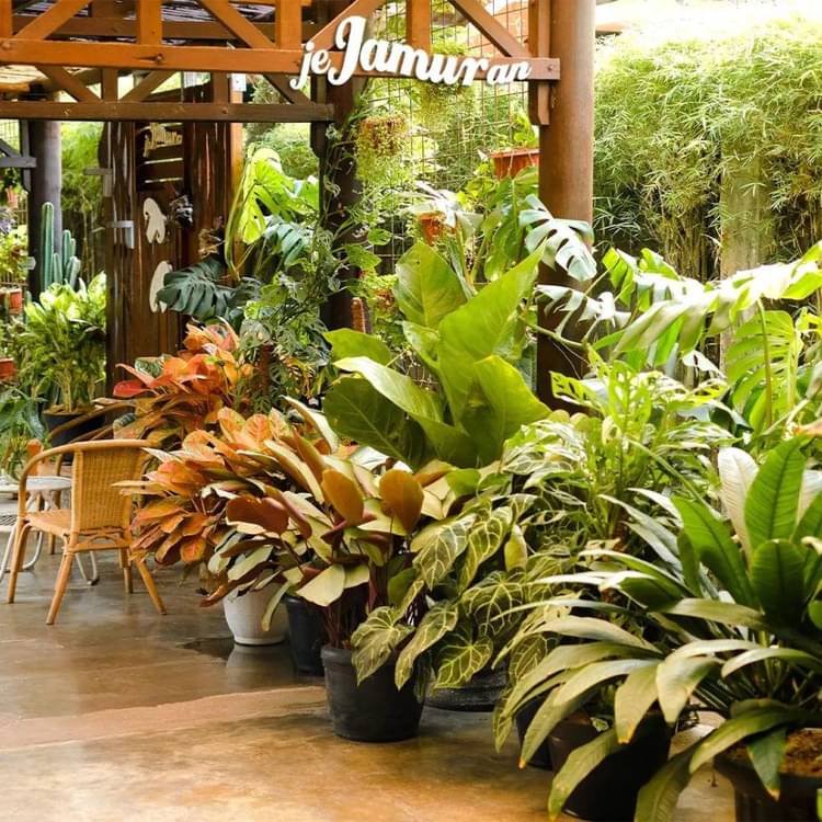 Rumah Makan Legendaris di Sleman, Jejamuran | IDN Times Jogja