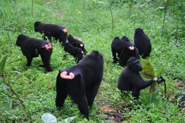 5 Fakta Yaki, Monyet Berjambul Asli Sulawesi | IDN Times Sulsel