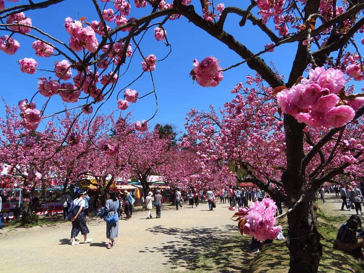 Festival Bunga Sakura Terkenal di Jepang | IDN Times