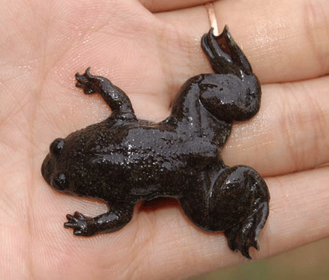 5 Fakta Katak Kepala Pipih Kalimantan, Hidup Tanpa Paru-paru | IDN Times