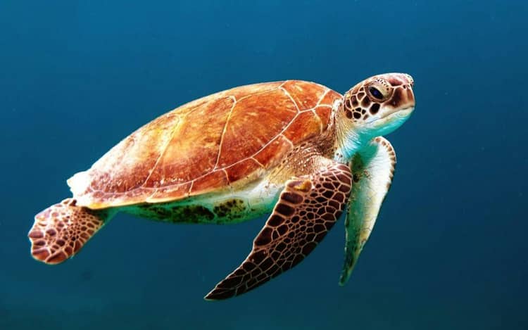 5 Fakta Menarik dari Penyu, Hewan yang Pandai Bernavigasi | IDN Times