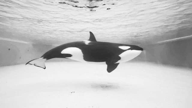 5 Fakta dari Paus Orca, Ternyata Bukan Keluarga Paus! | IDN Times